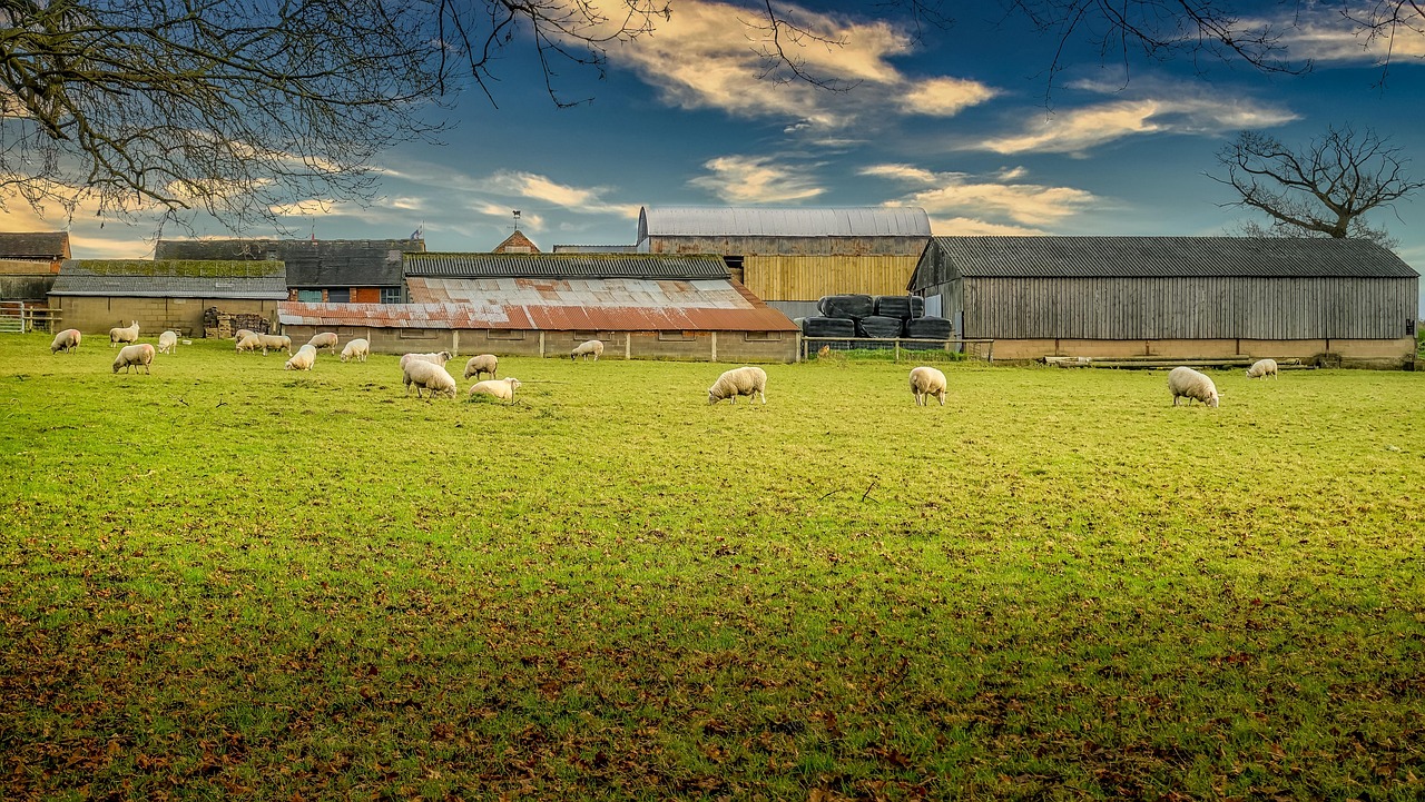 Sheep Farm Lamb - Free photo on Pixabay - Pixabay