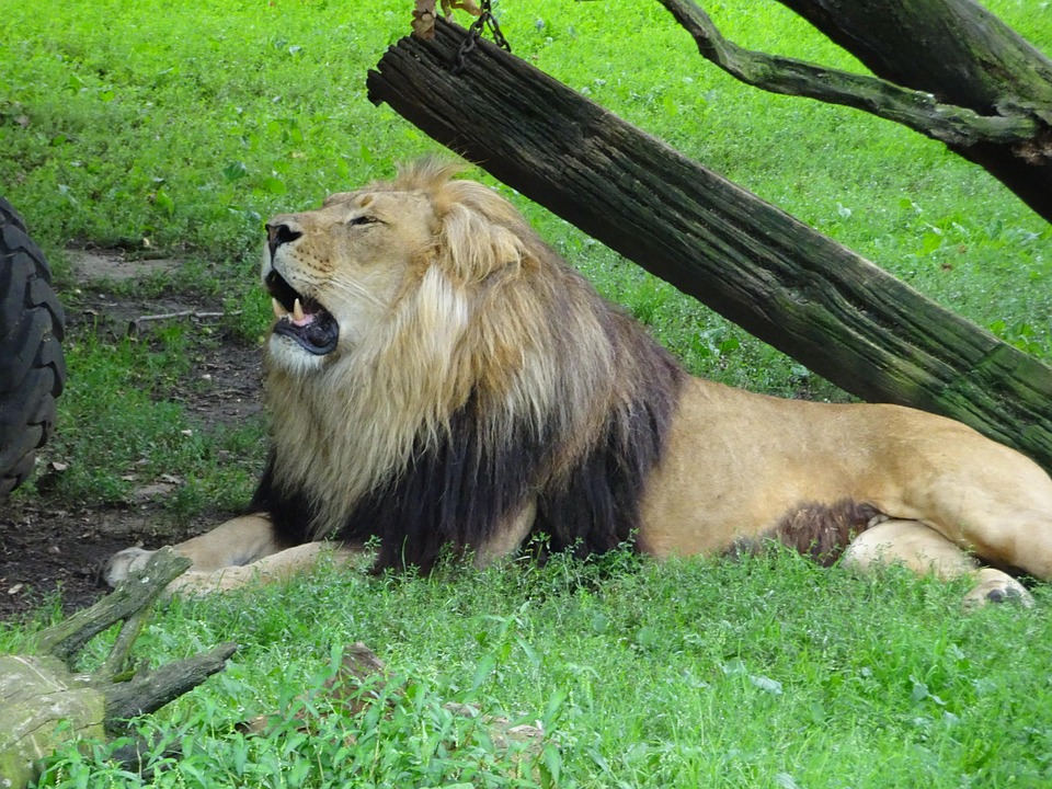 Lion Chat Félin - Photo gratuite sur Pixabay - Pixabay