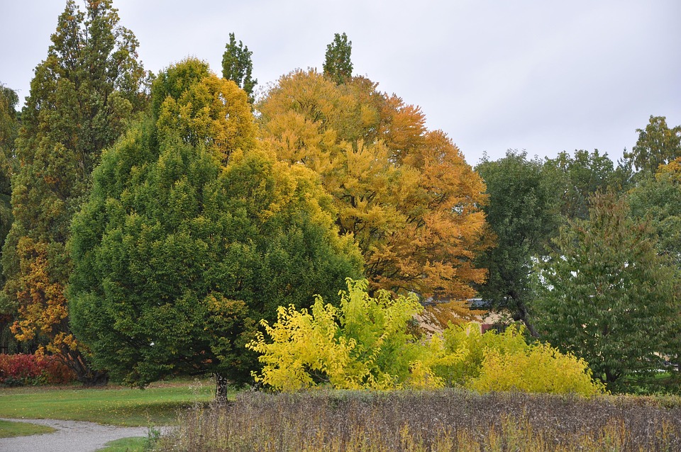 Baum Wald Herbst - Kostenloses Foto auf Pixabay