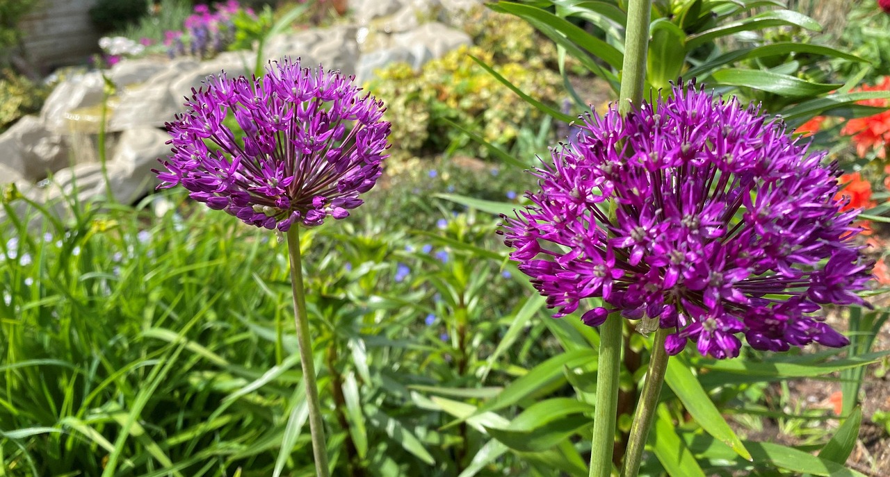 Allium Mauve Vert - Photo gratuite sur Pixabay - Pixabay