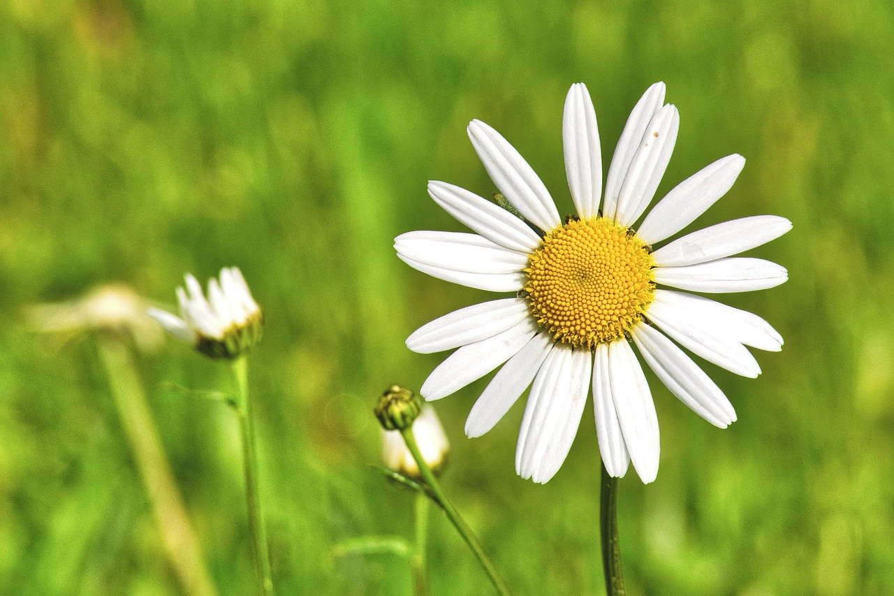Marguerite Fleur A Blanc - Photo gratuite sur Pixabay