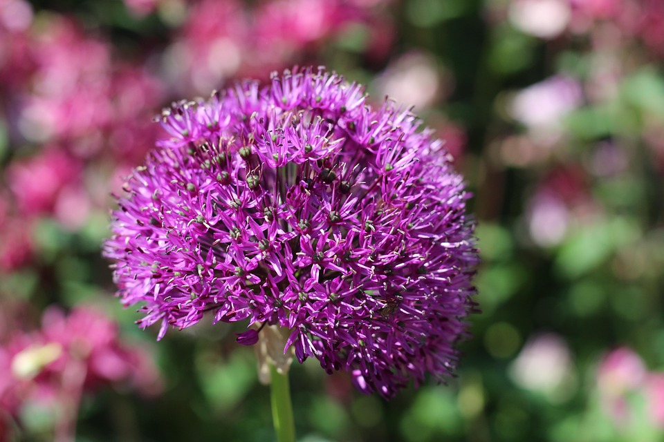 Lauch Birne Blume - Kostenloses Foto auf Pixabay