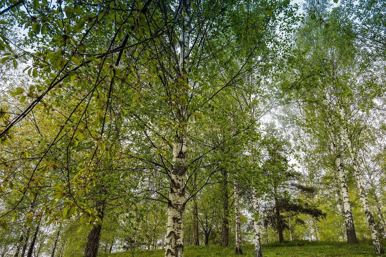 Birch Tree Nature - Free photo on Pixabay