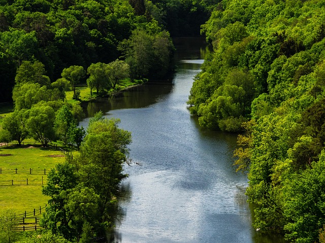 Country River Forest - Free photo on Pixabay - Pixabay