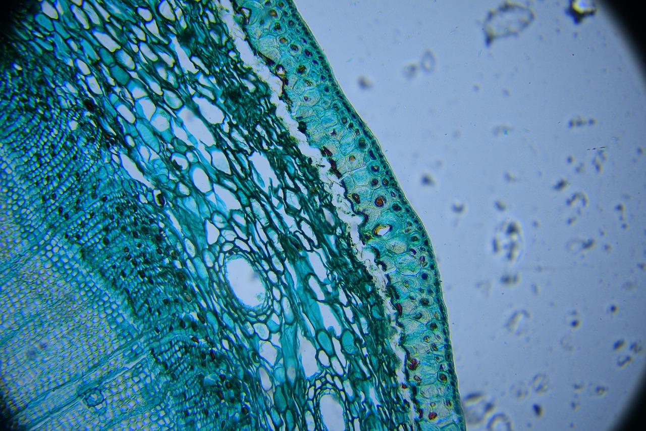 100,000+ Free Light Microscope & Microscope Images - Pixabay