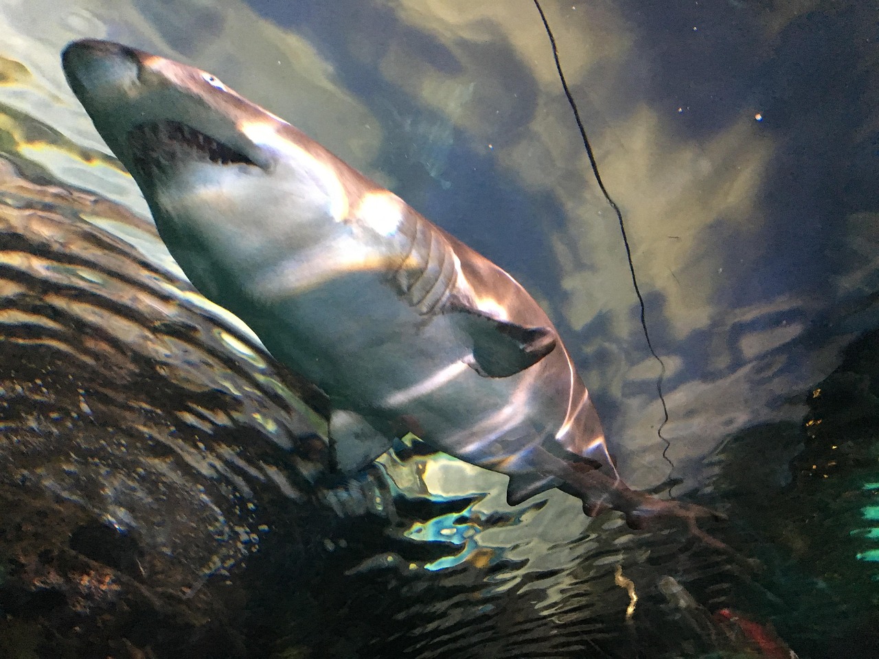 Requin Sous La - Photo gratuite sur Pixabay - Pixabay