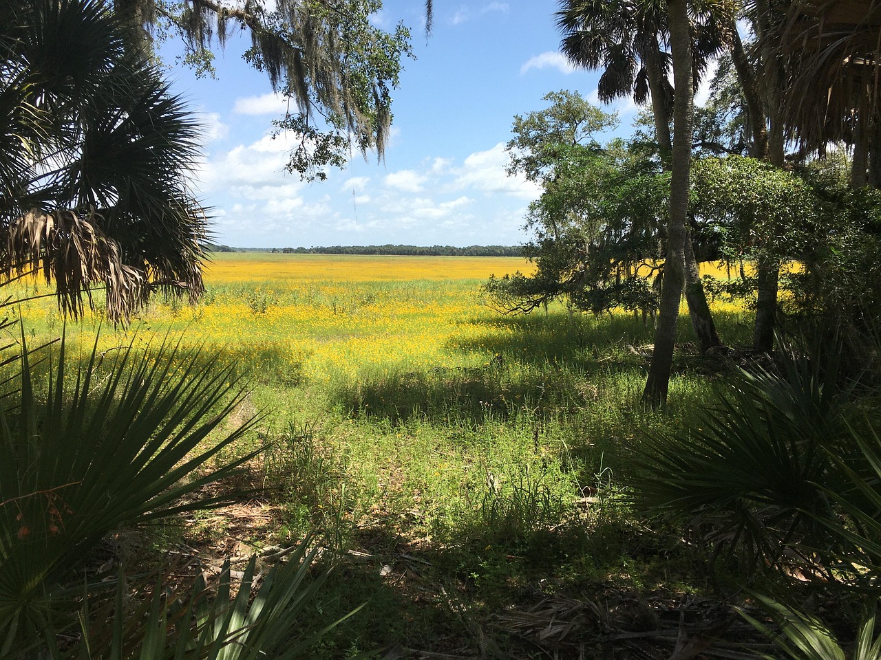 Paisaje Flores - Foto gratis en Pixabay - Pixabay
