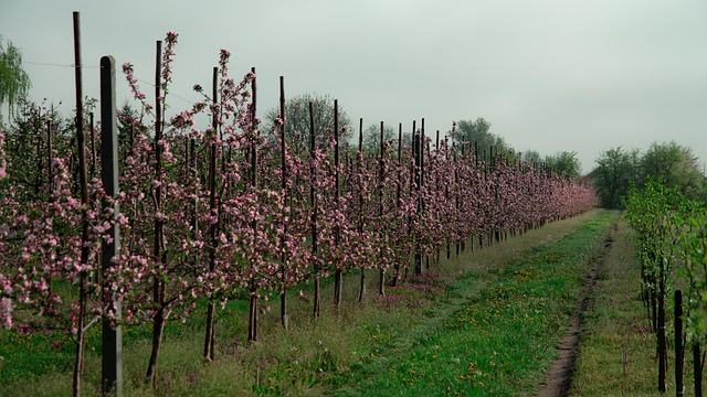 Sad Trees Apple - Free photo on Pixabay - Pixabay