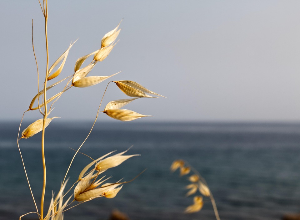 Wild Oat Common Cultivated - Free photo on Pixabay - Pixabay