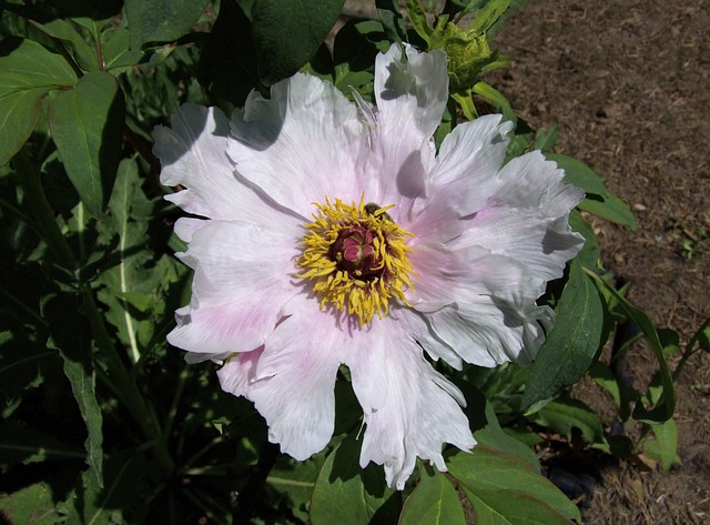 Bunga Poppy Spesial Putih-Pink - Foto gratis di Pixabay - Pixabay