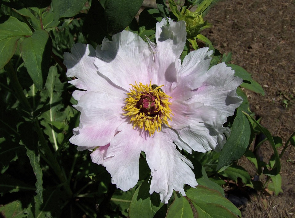 Bunga Poppy Spesial Putih-Pink - Foto gratis di Pixabay - Pixabay