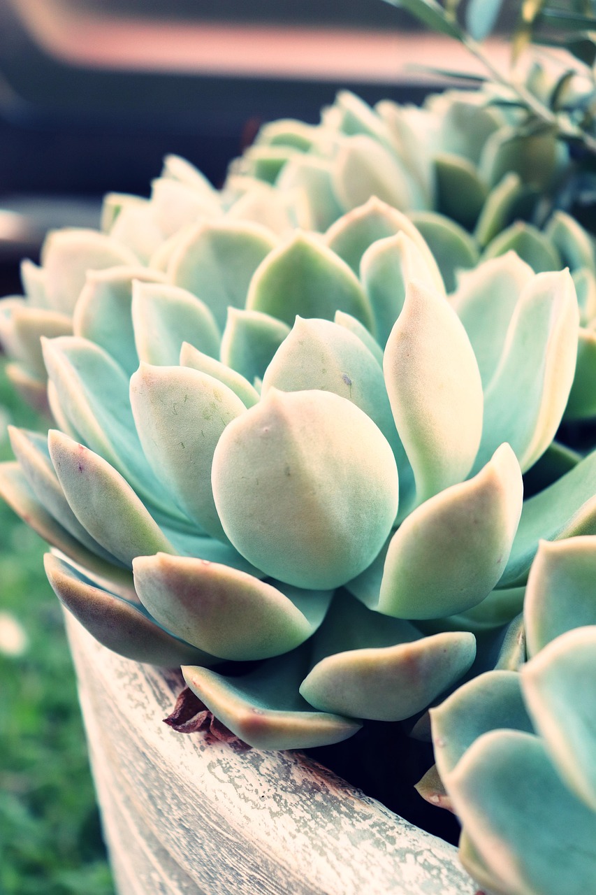 Planta Suculenta Carnoso Suelo - Foto gratis en Pixabay