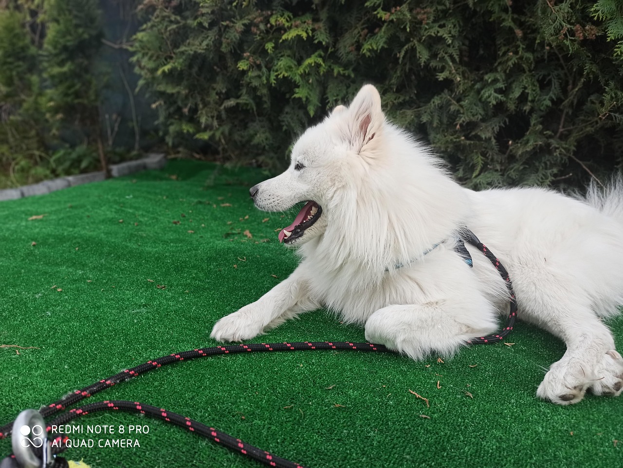 Hond Samoyed Het - Gratis foto op Pixabay - Pixabay