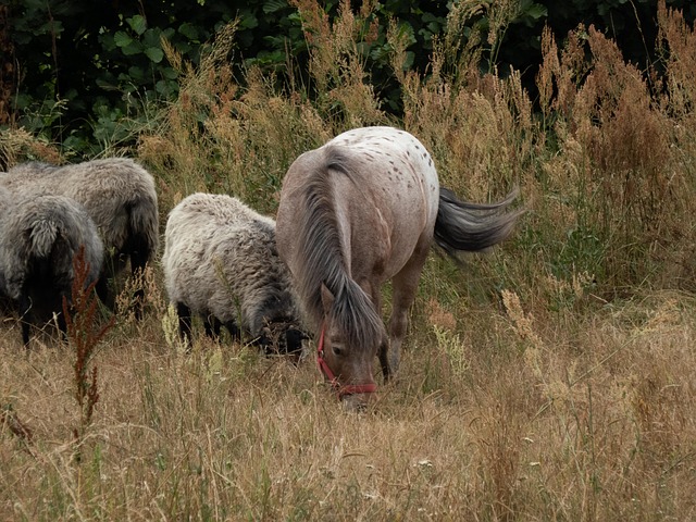Horse Pony Sheep - Free photo on Pixabay - Pixabay