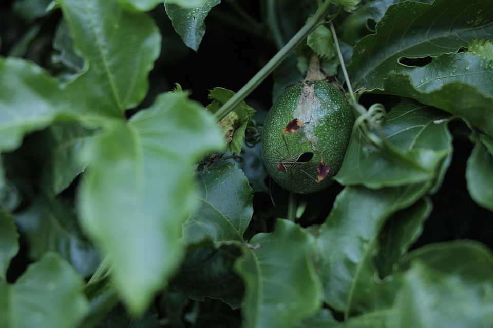 Leaves Foliage Fruit - Free photo on Pixabay - Pixabay