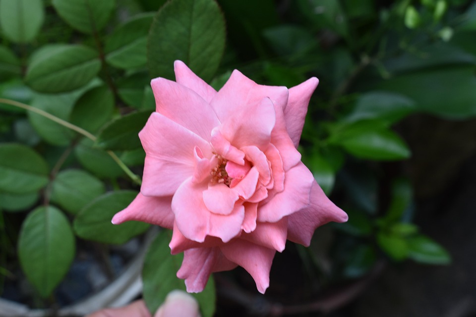 Bunga Halaman Bunga-Bunga - Foto gratis di Pixabay - Pixabay