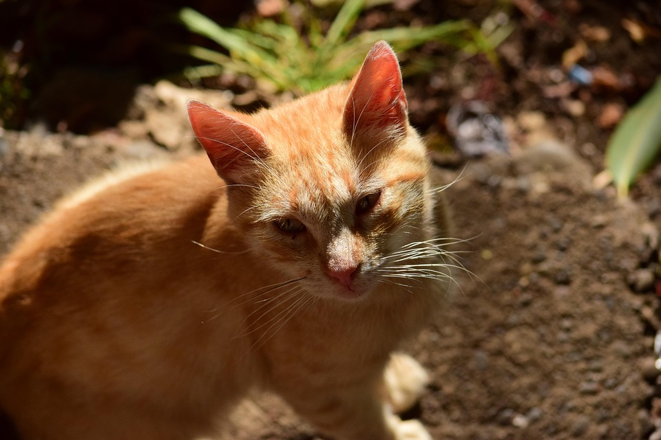 Cat Cats Predator - Free photo on Pixabay - Pixabay