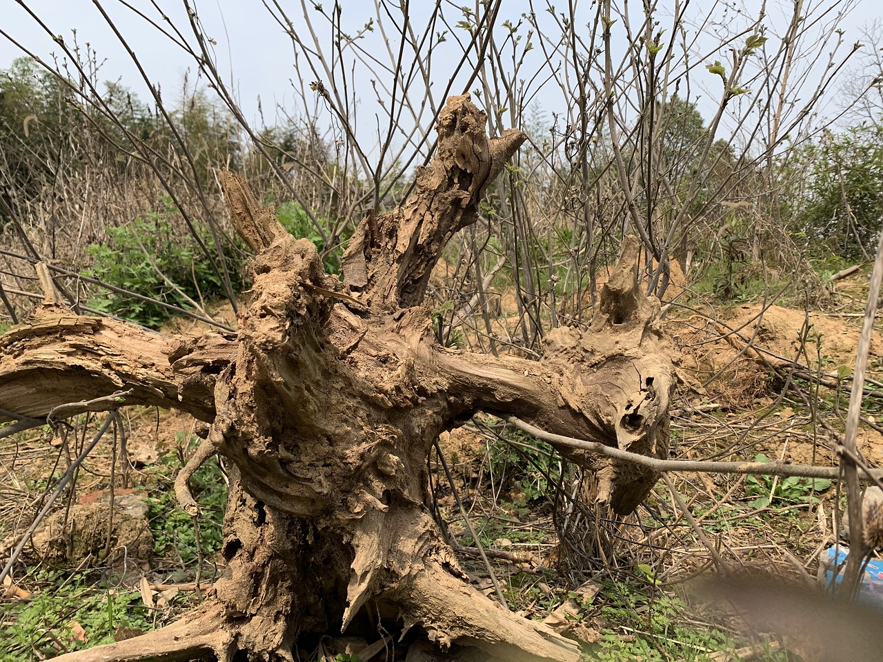 Bois Mort Branches Mortes - Photo gratuite sur Pixabay - Pixabay