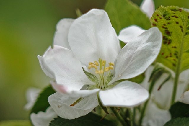 Macro Fleurs Floraison Le - Photo gratuite sur Pixabay - Pixabay