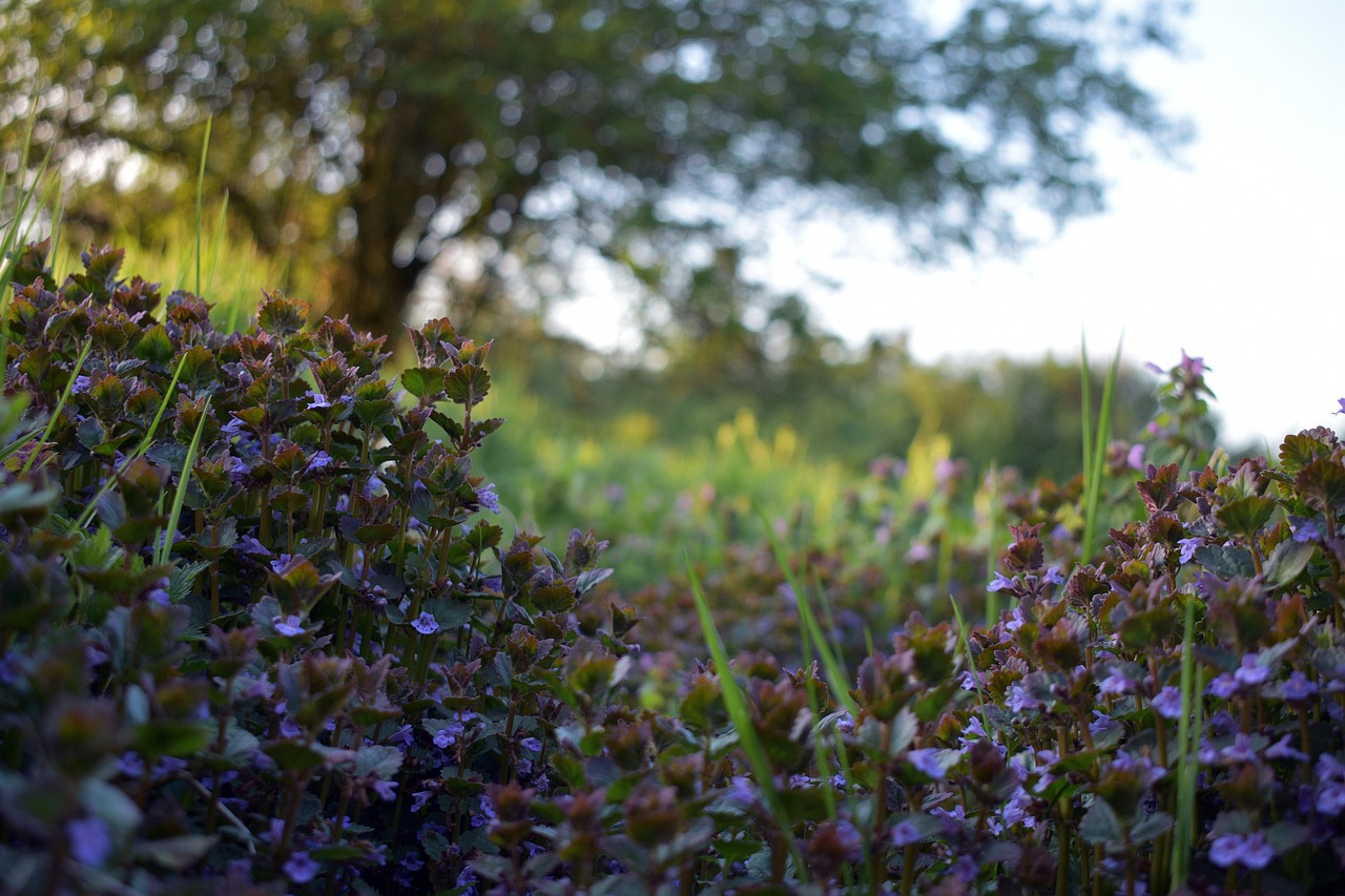 Le Printemps Prairie Domaine - Photo gratuite sur Pixabay - Pixabay