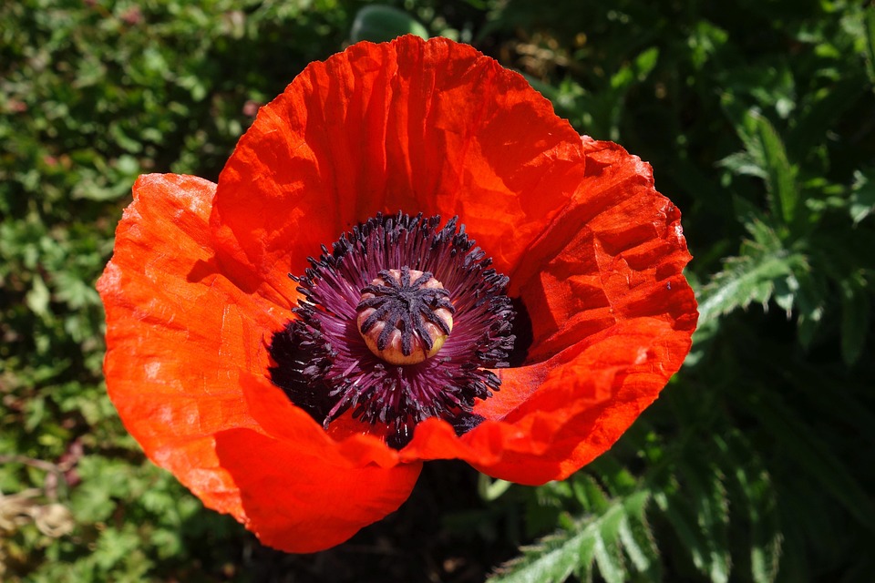 Poppy Red Corn - Free photo on Pixabay