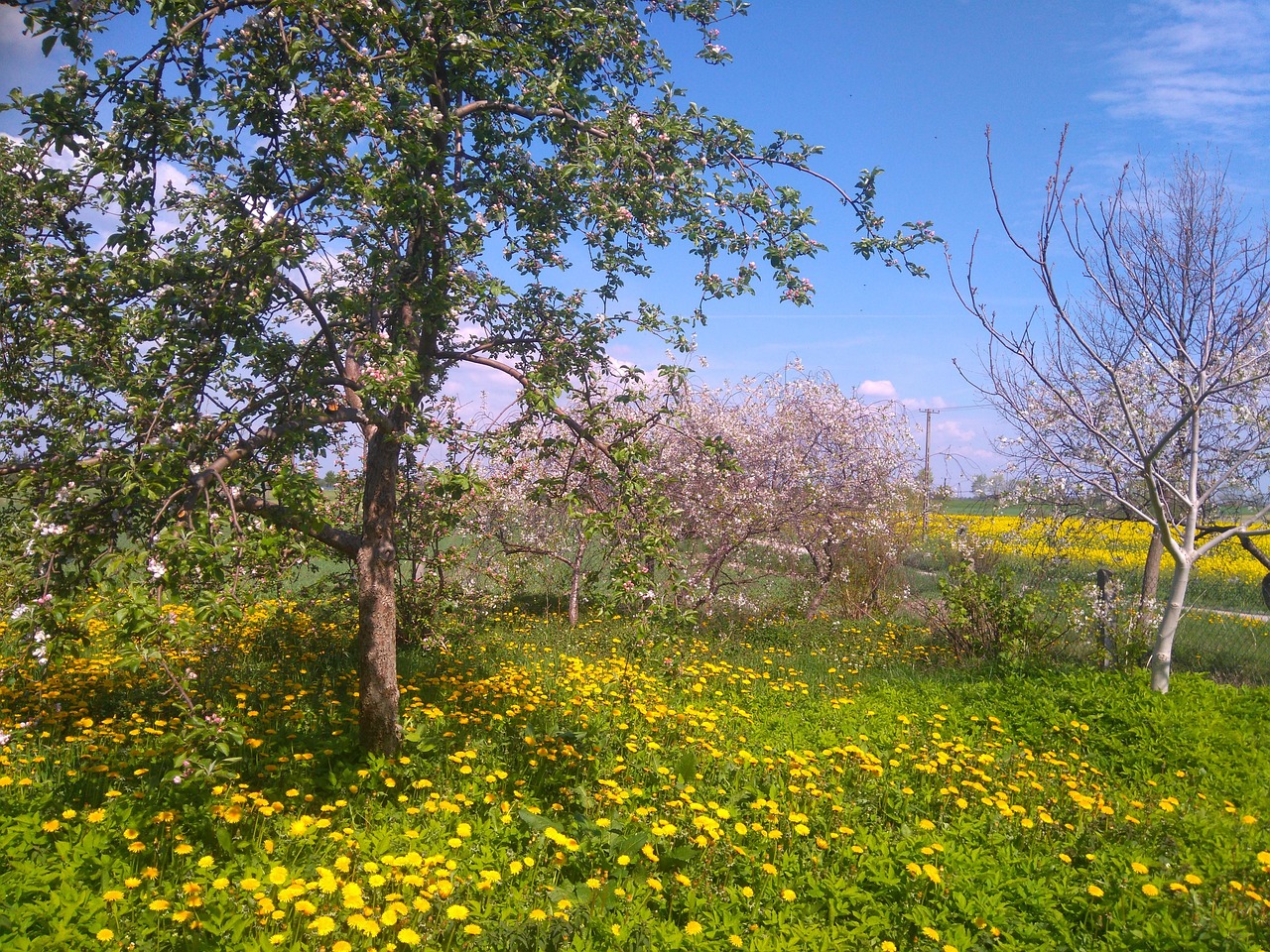 Primavera Natureza Flores - Foto gratuita no Pixabay - Pixabay