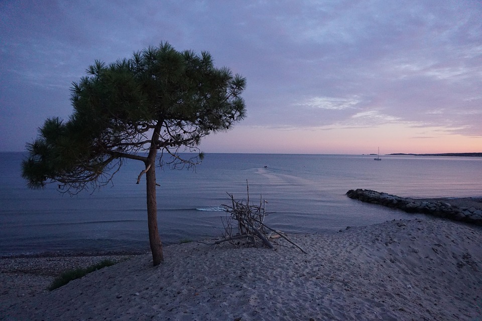 Árvore Praia Nascer Do Sol - Foto gratuita no Pixabay - Pixabay