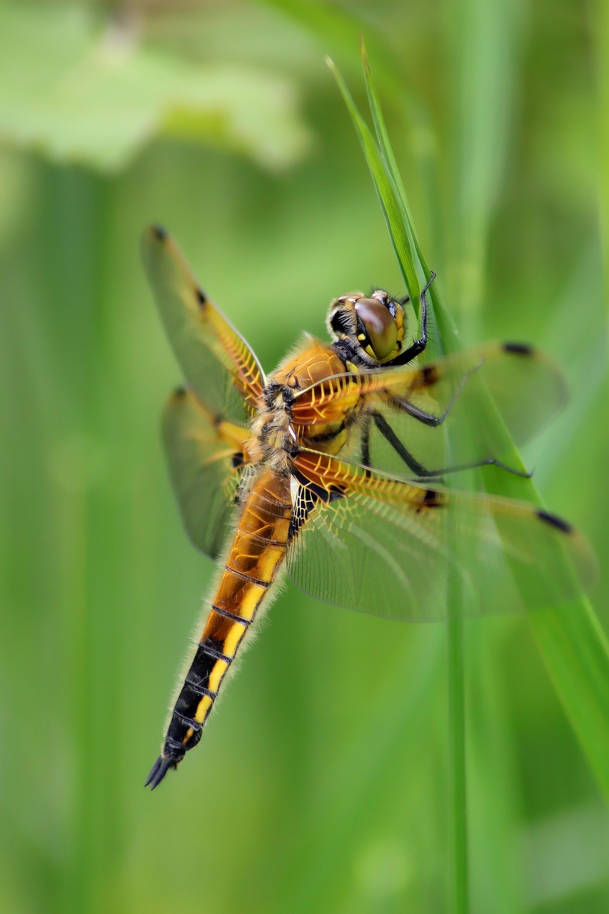 6,000+ Dragonfly Pictures & Images [HD] - Pixabay