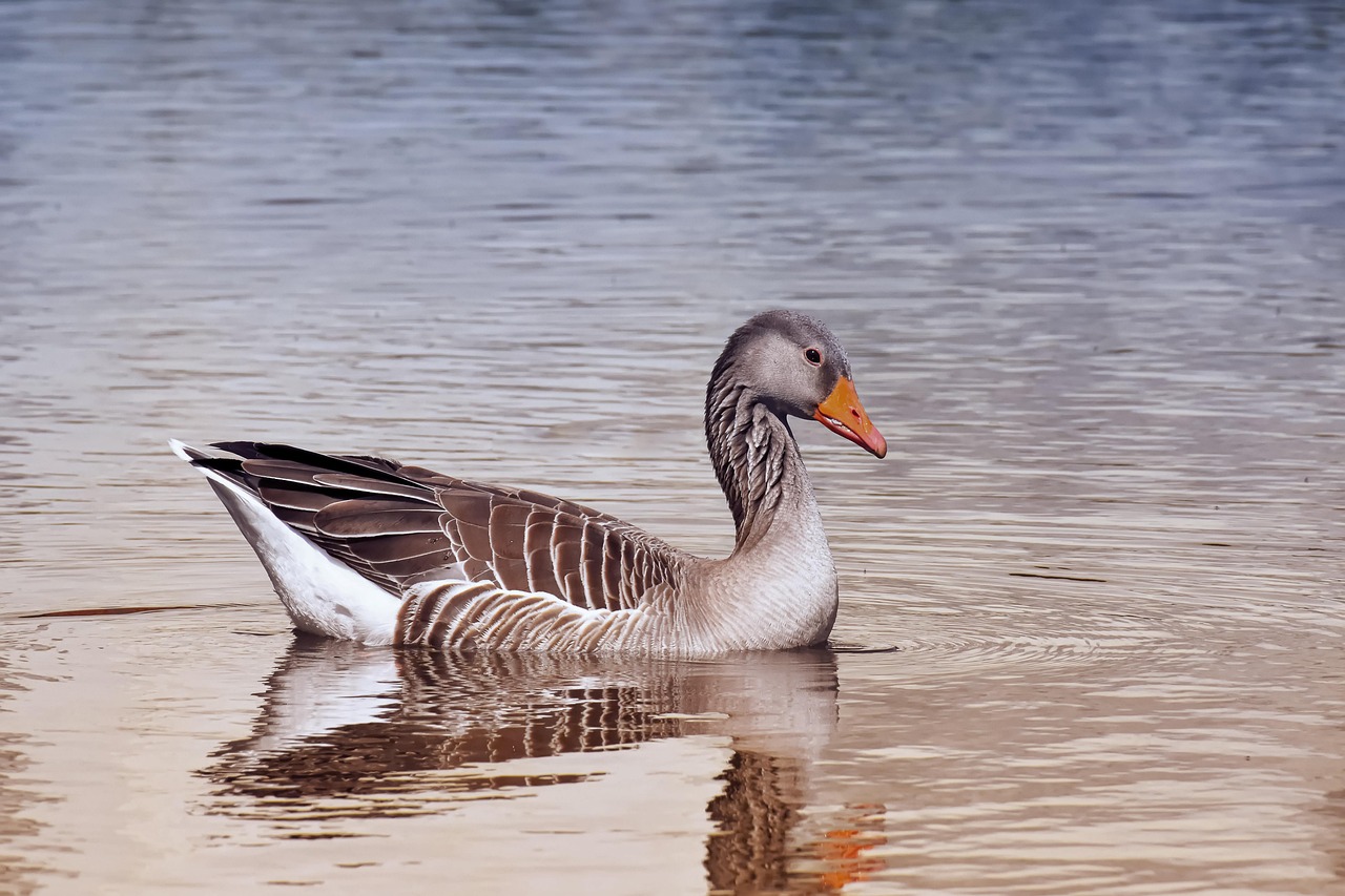 700+ kostenlose Graugans und Gans-Bilder - Pixabay
