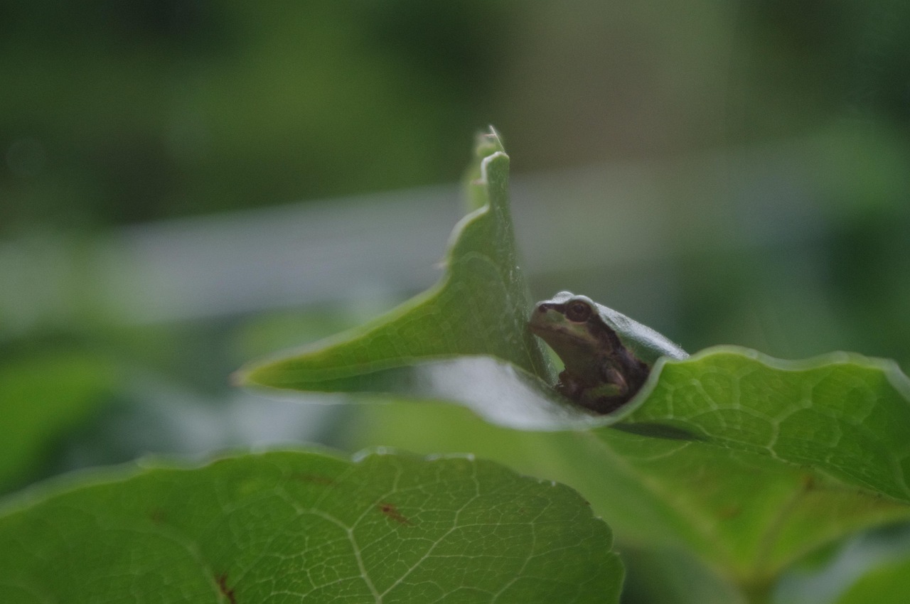 10,000+ Free Rain Frogs & Frog Images - Pixabay