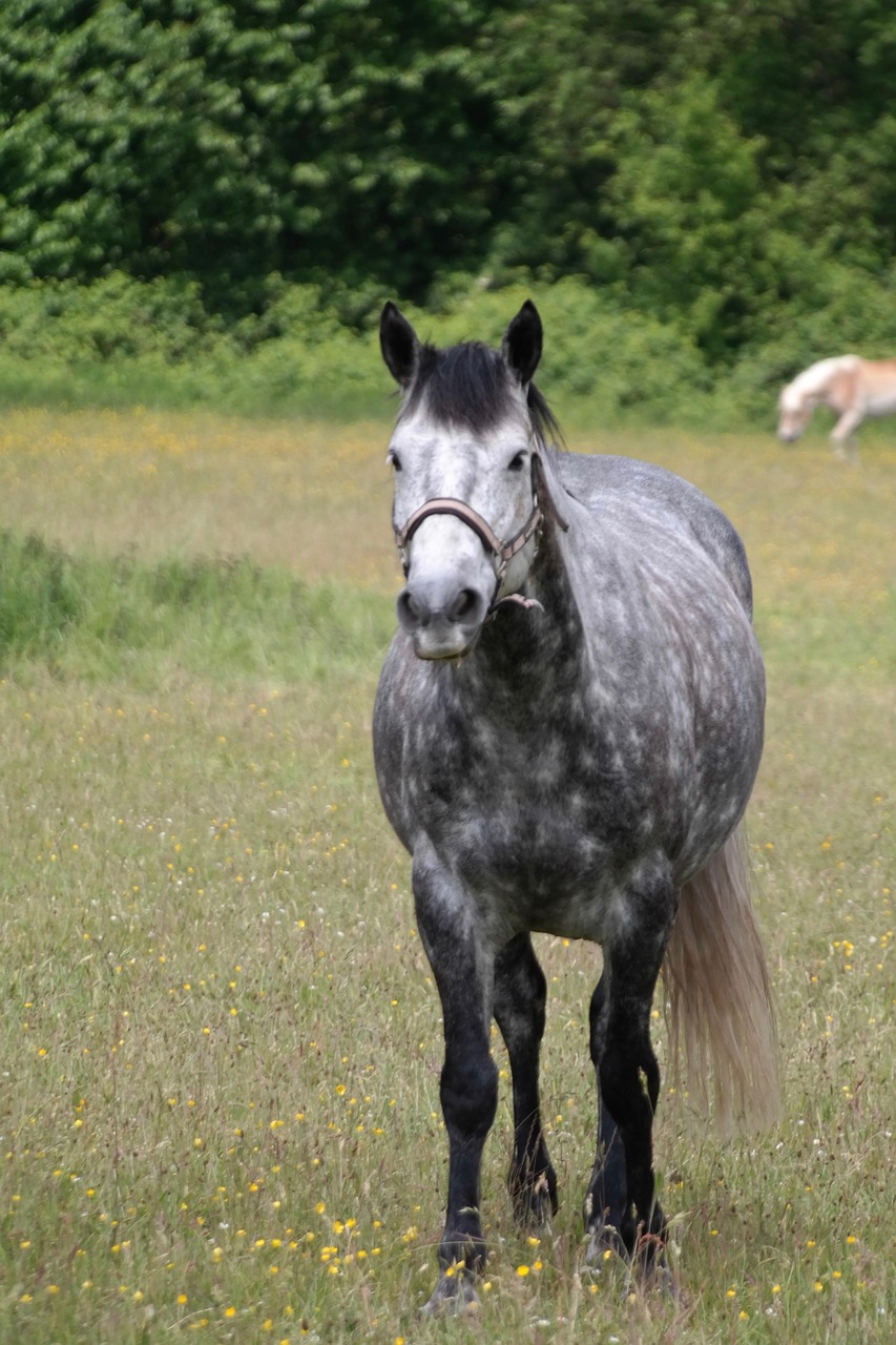 Apfelschimmel Pferd Porträt - Kostenloses Foto auf Pixabay - Pixabay