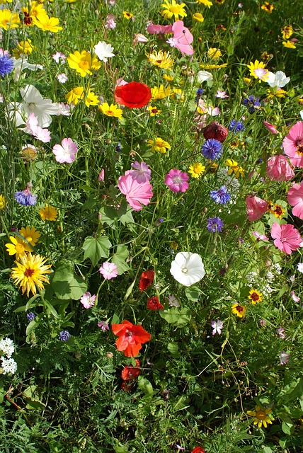 Blumen Im Rasen