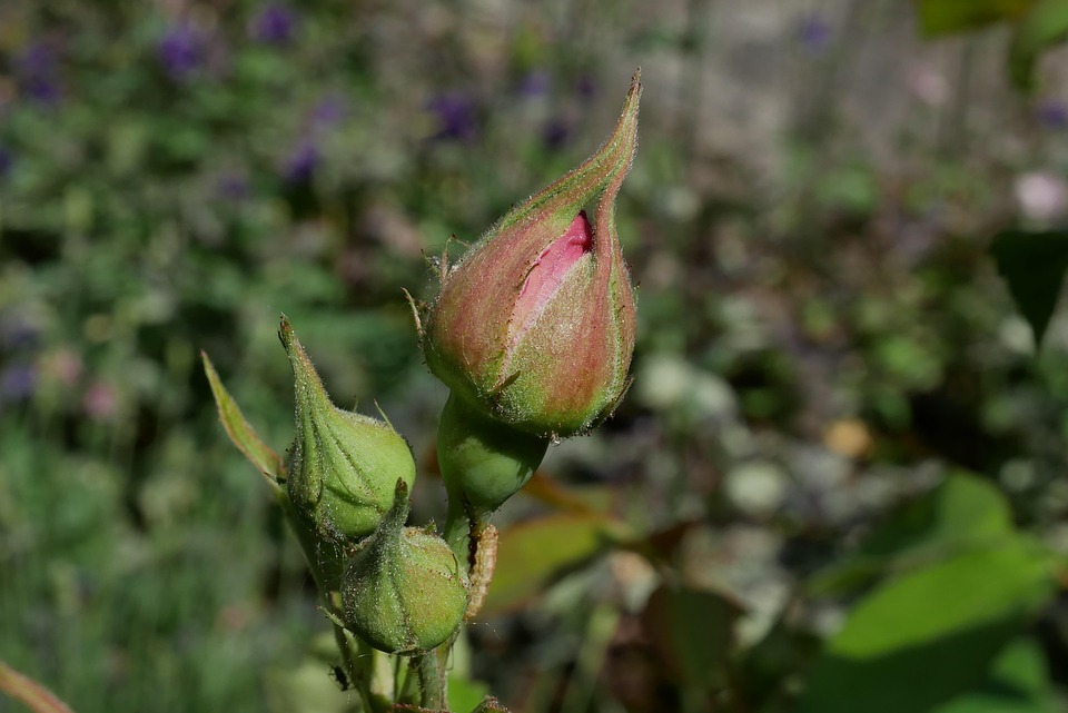 Bud Rose Garden - Free photo on Pixabay - Pixabay