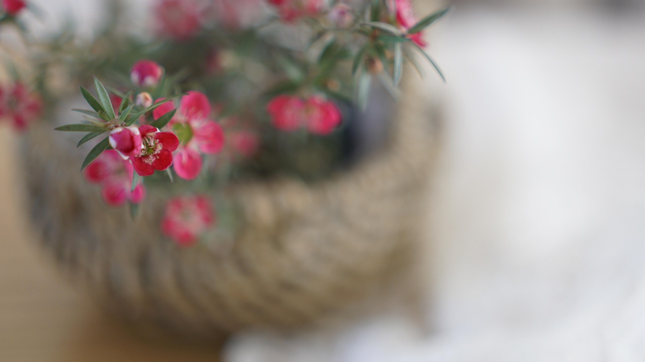 Flores Maceta Petala Sale - Foto gratis en Pixabay - Pixabay