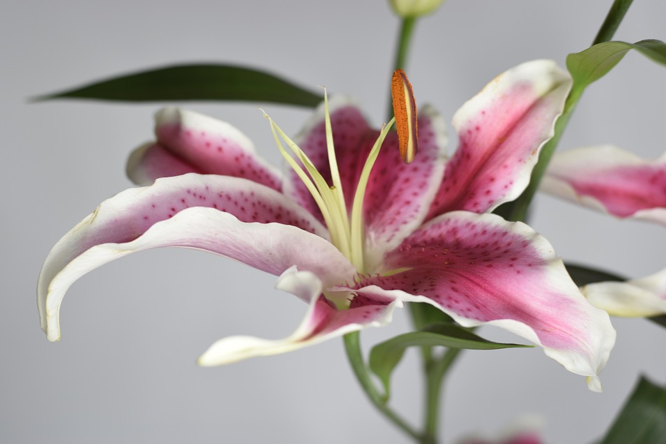 Flor Fondo Blanco Primavera - Foto gratis en Pixabay - Pixabay