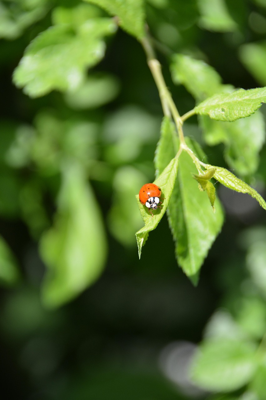 Ladybug Red Insect - Free photo on Pixabay - Pixabay