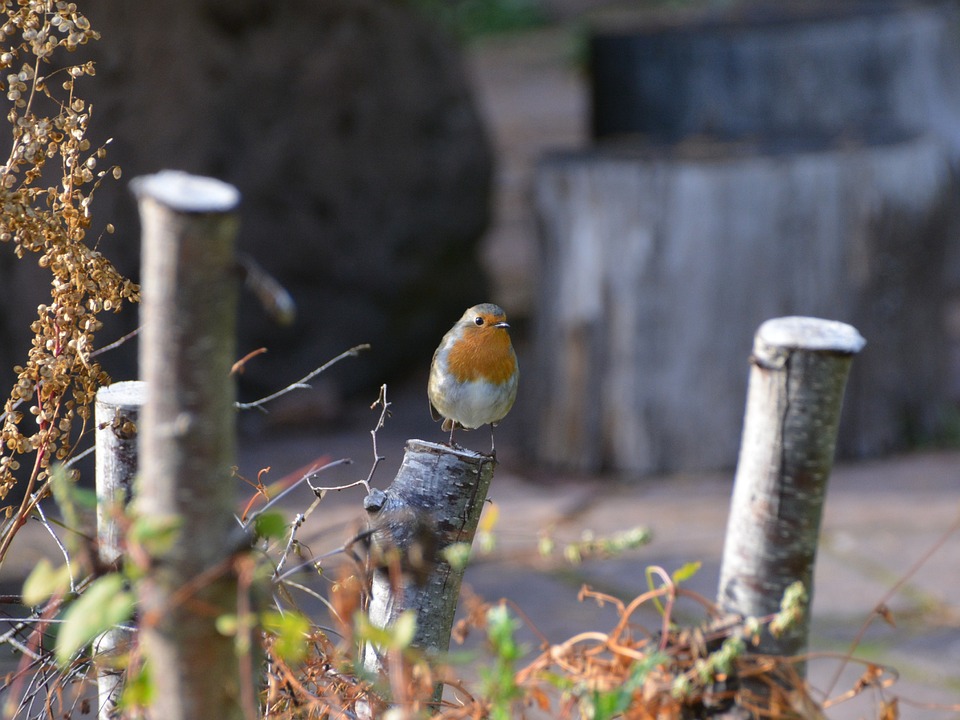Vogel Rotkehlchen Natur - Kostenloses Foto auf Pixabay