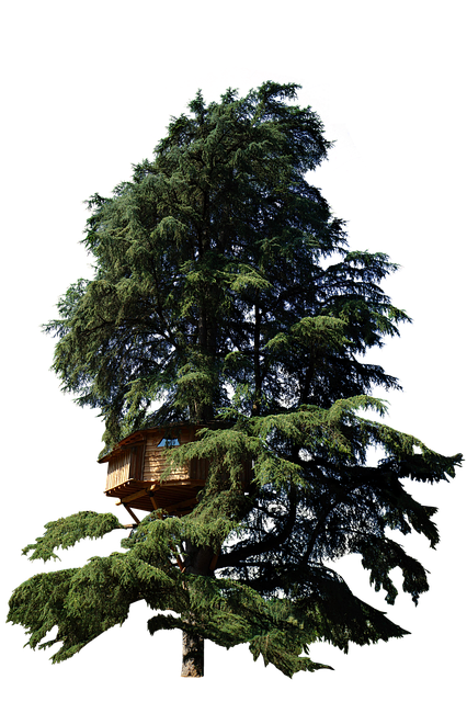 100+ Free Treehouses & Nature Images - Pixabay