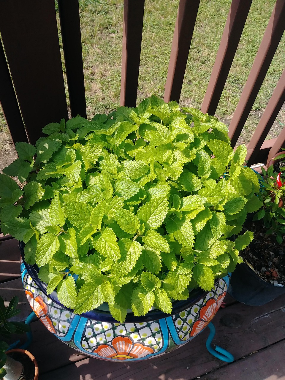 Lemon Balm Plant Garden - Free photo on Pixabay - Pixabay