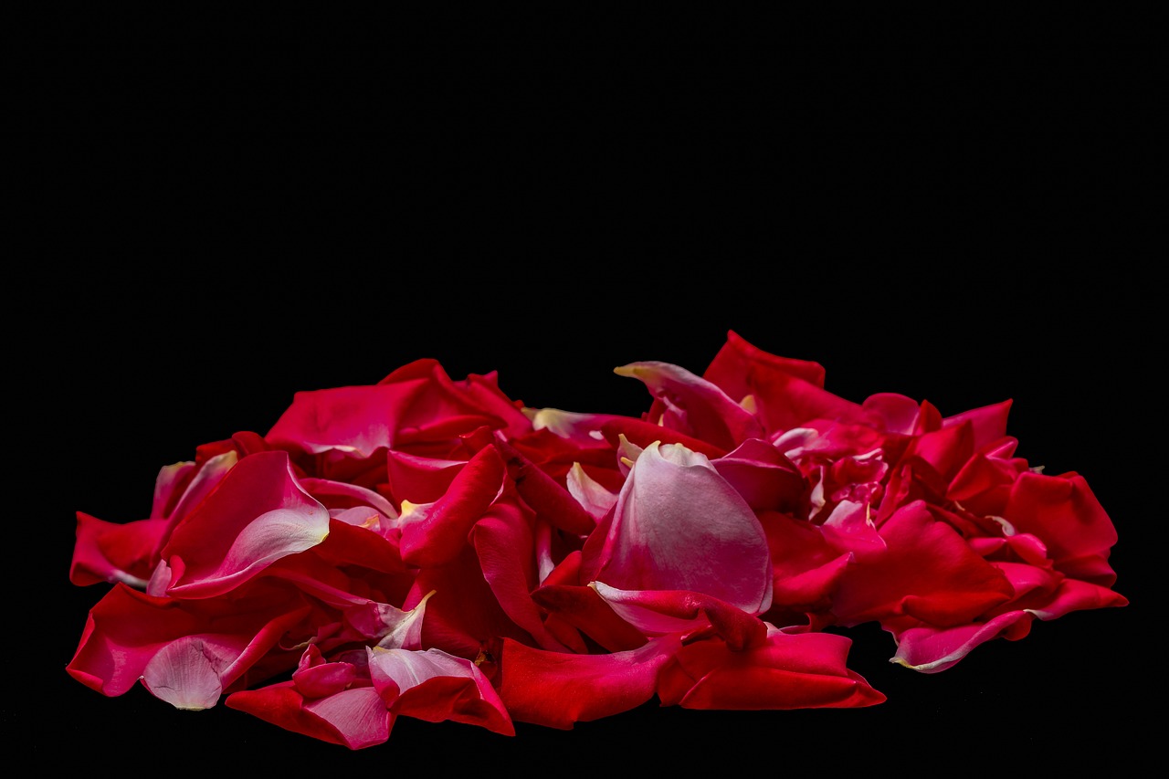 Leaves Rose Color - Free photo on Pixabay