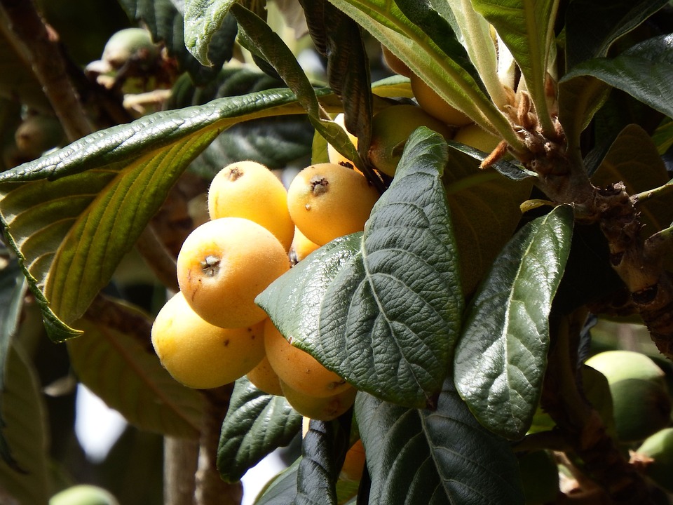 Eriobotrya Japonica Loquat Tree - Free photo on Pixabay - Pixabay