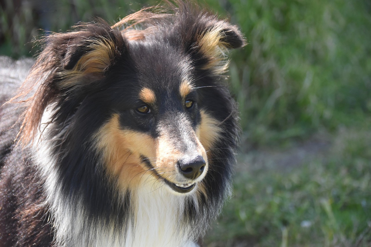 Perro Joven Retrato De - Foto gratis en Pixabay - Pixabay