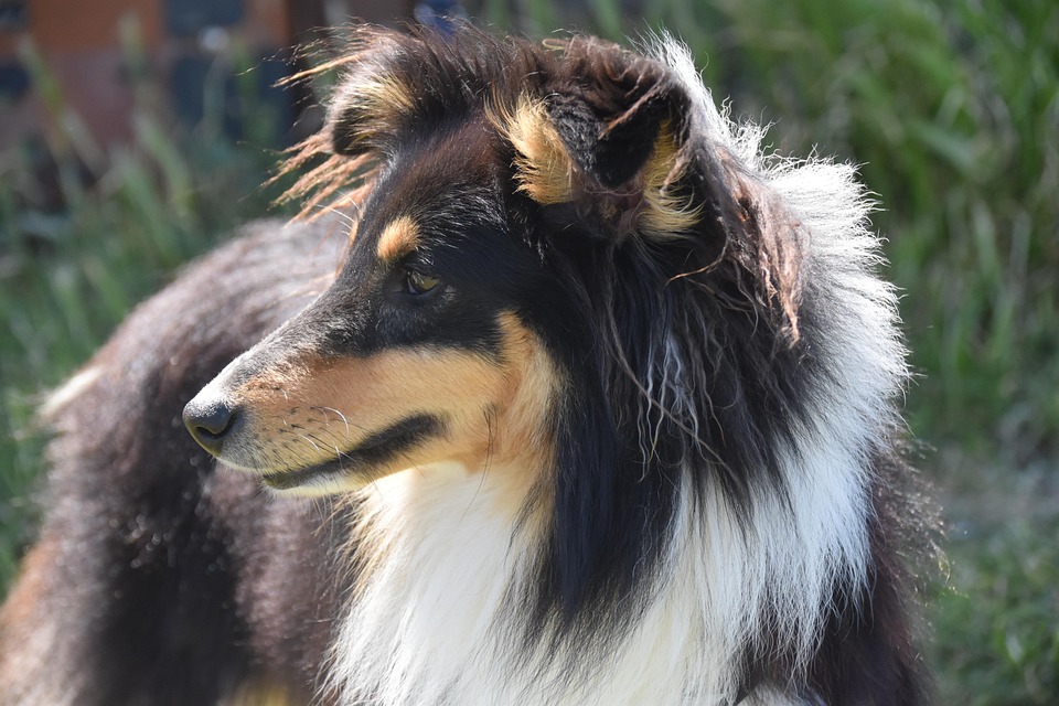 Dog Young Portrait - Free photo on Pixabay - Pixabay