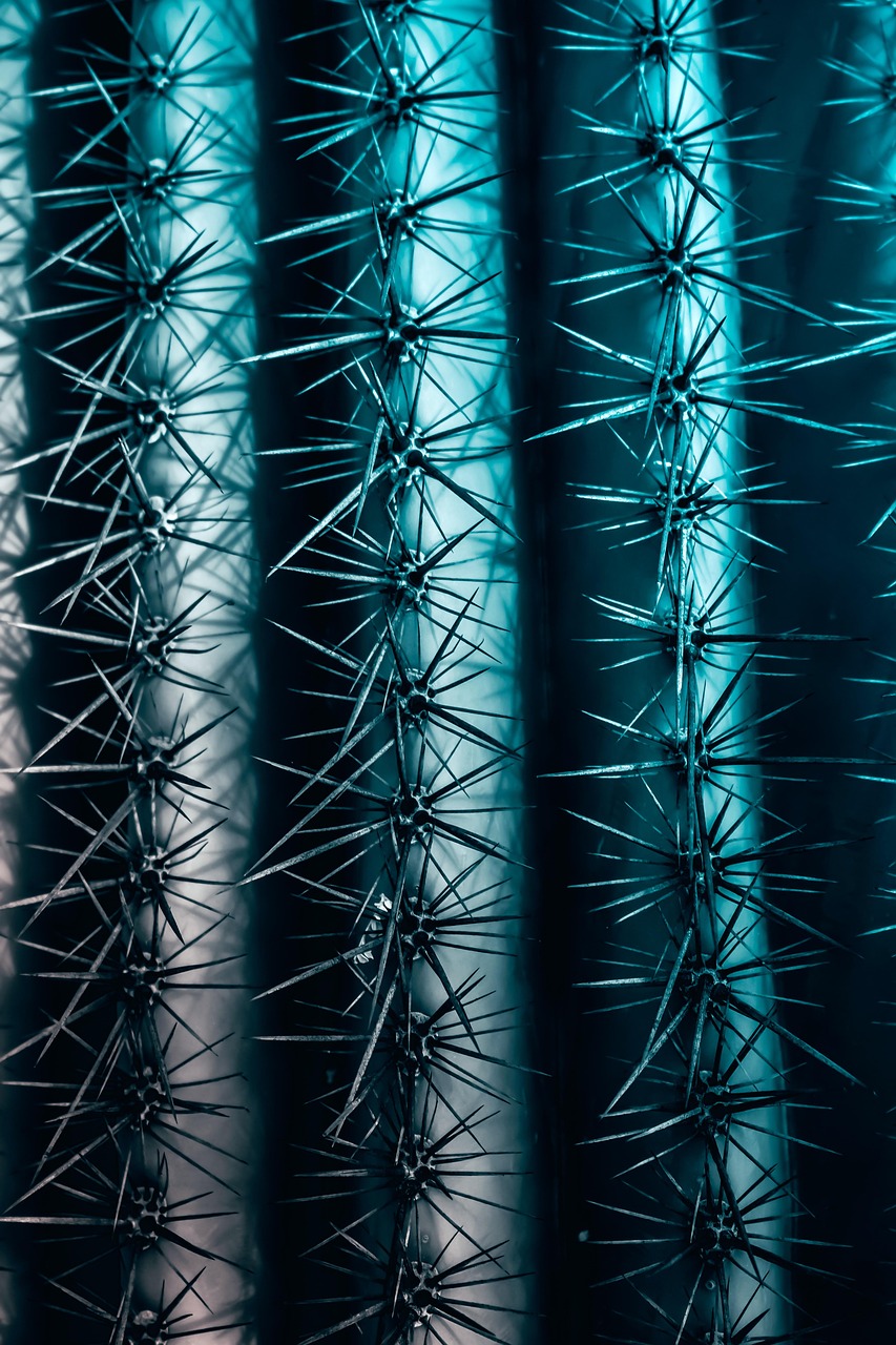 Nature Cactus Garden - Free photo on Pixabay - Pixabay