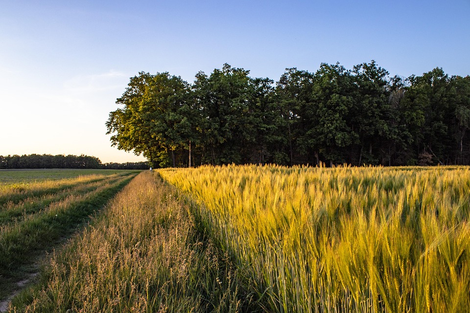 Field Nature Landscape - Free photo on Pixabay - Pixabay