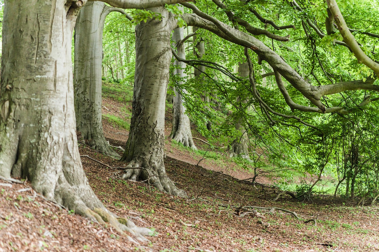 Bäume Groß Natur - Kostenloses Foto auf Pixabay - Pixabay