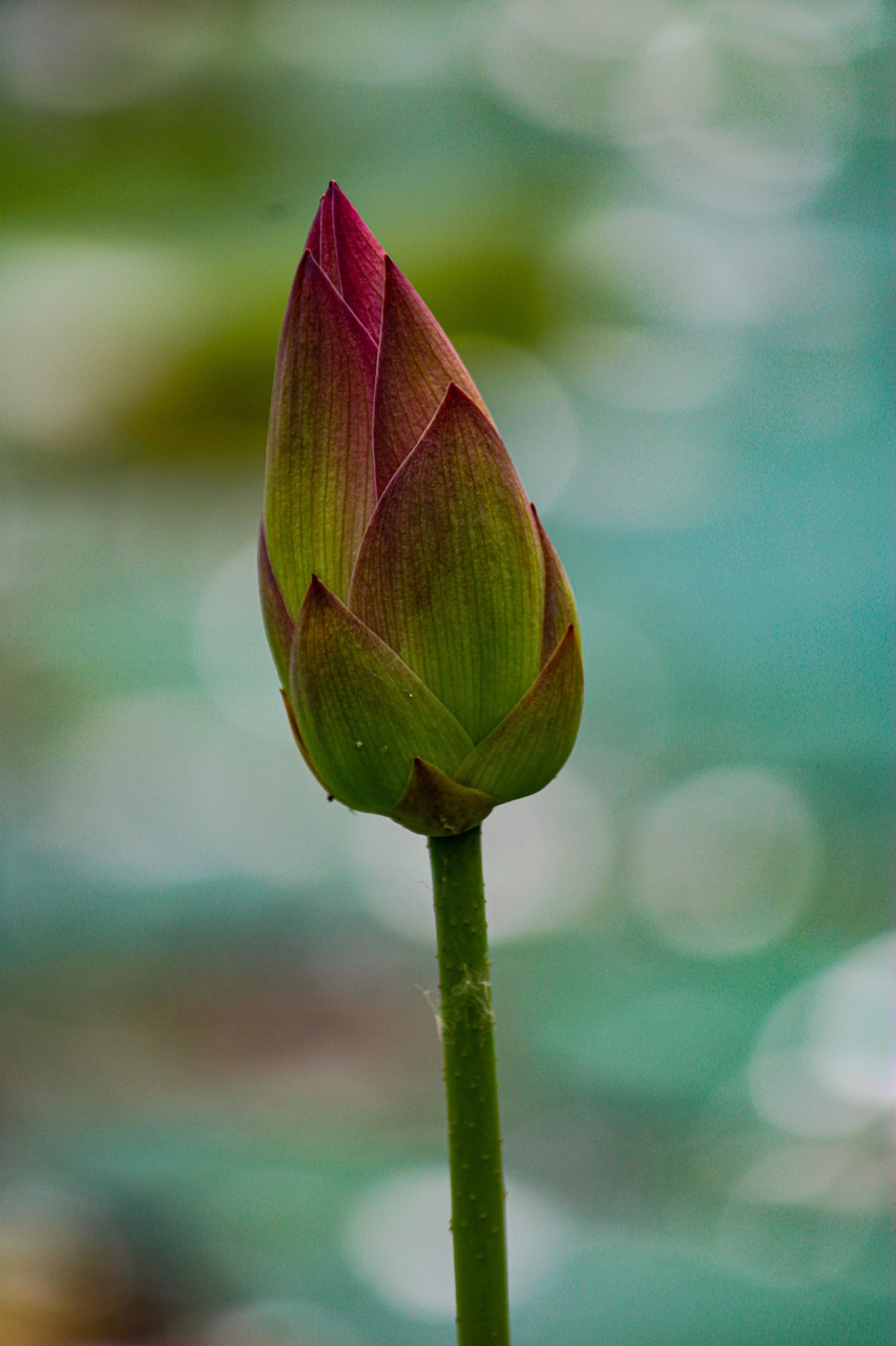 Lotus Buds Flowers - Free photo on Pixabay - Pixabay