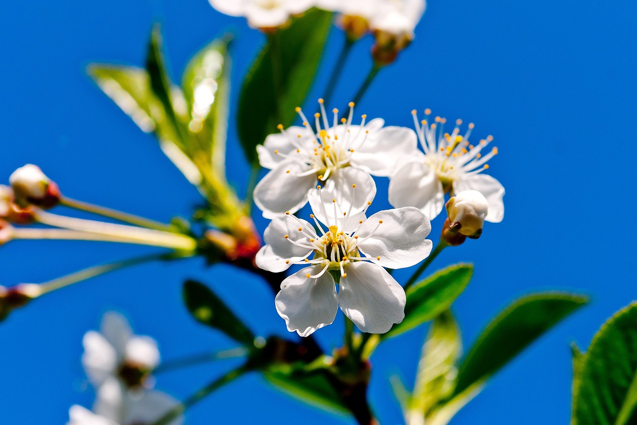 Alam Bunga Pohon Apel Musim - Foto gratis di Pixabay - Pixabay