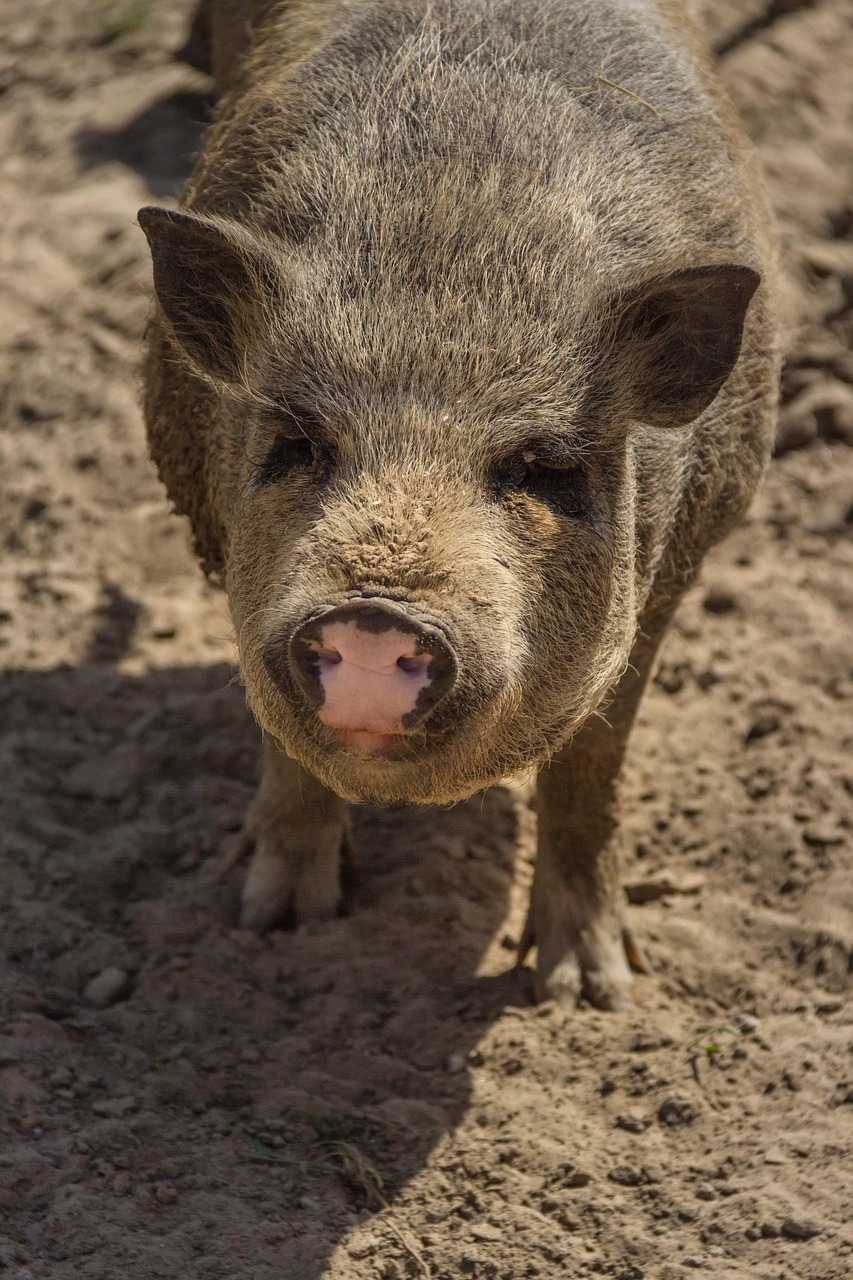 10,000+ Free Pig Funny & Pig Images - Pixabay