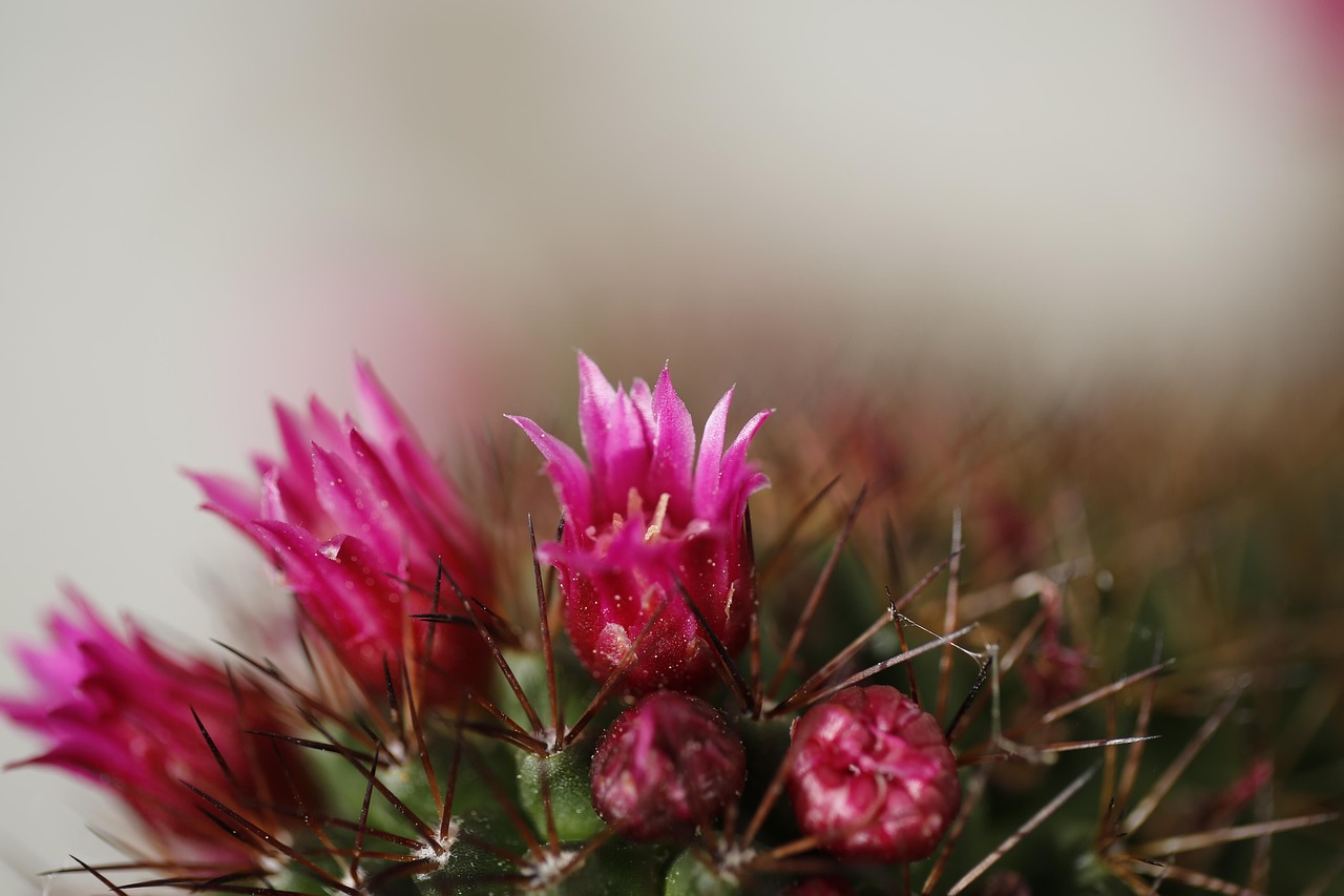 Cactus Fleur Plante La - Photo gratuite sur Pixabay - Pixabay